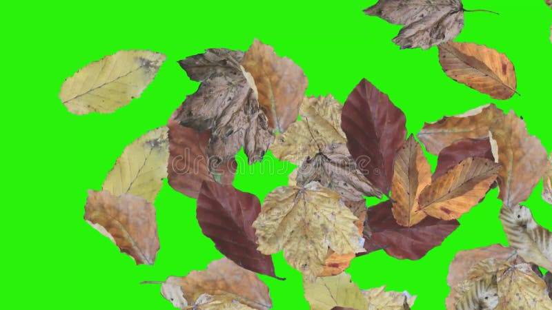 Autumn Leaves Design Elements Animation on the Green Screen Stock ...
