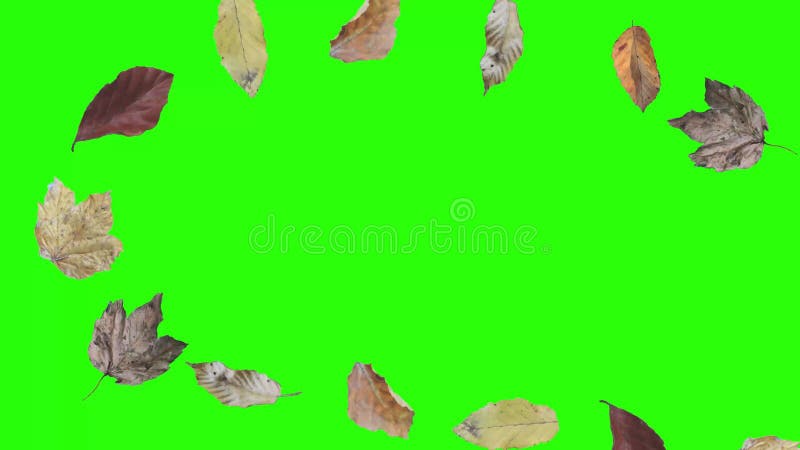 Autumn Leaves Design Elements Animation on the Green Screen Stock Video ...