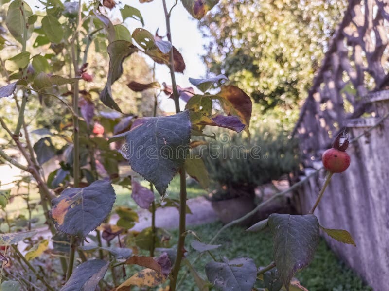 Autumn leaves detail stock image. Image of design, natural - 261260205