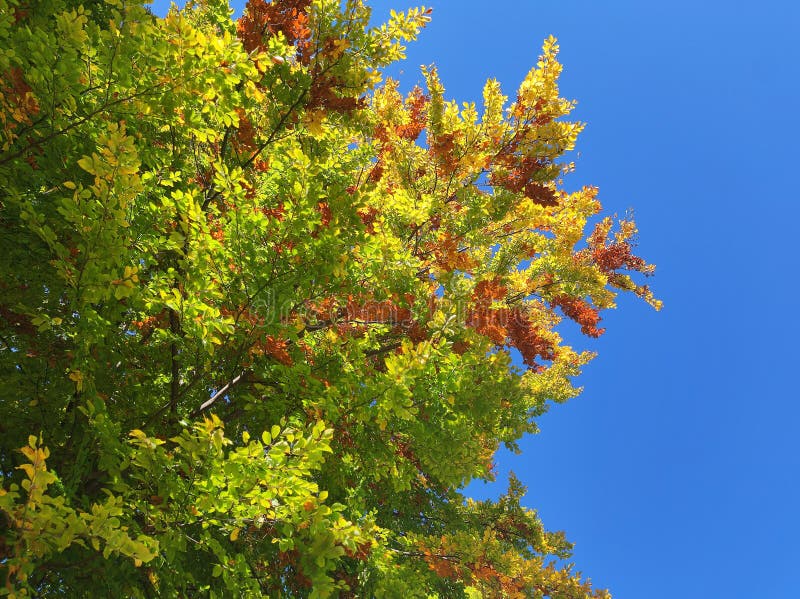 Autumn Leaves Different Colored on Broadleaf Under Cloudless Deep Blue ...