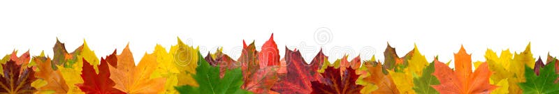 Maple Footer / Autumn Leaves Stock Illustration - Illustration of card ...