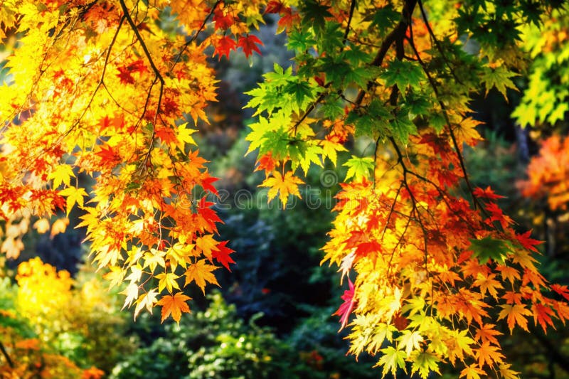 Autumn Leaves of Different Colors Close-up Stock Photo - Image of ...