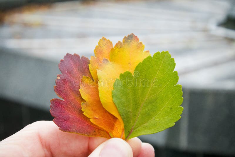 Autumn Leaves in Different Colors. Stock Image - Image of autumn ...