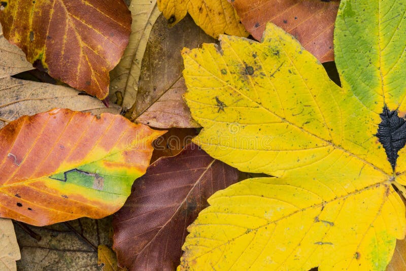 Autumn Leaves of Different Species Stock Photo - Image of seasonal ...