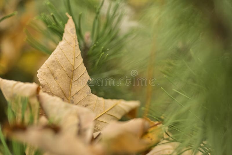 Autumn Leaves, Dried, Colored in Pale Colors Stock Photo - Image of ...