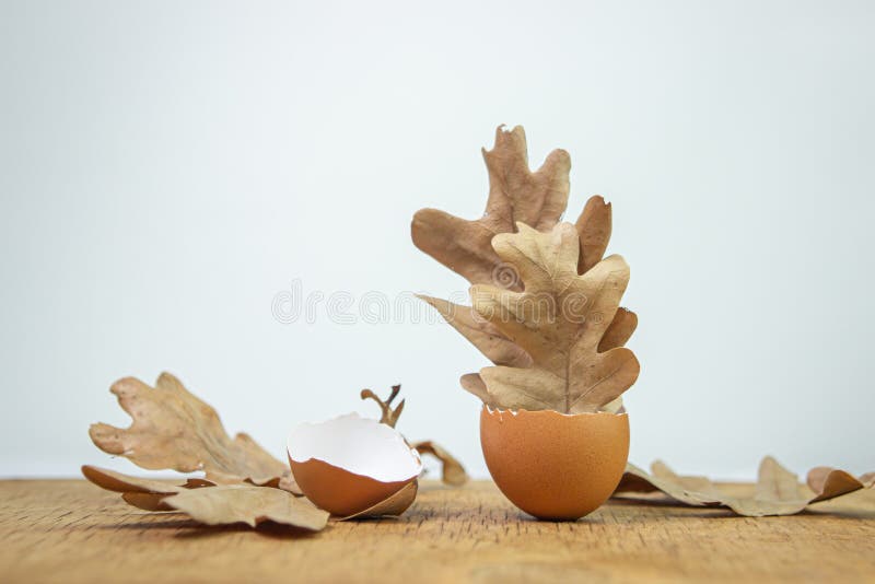 Autumn Leaves in an Eggshell. Dry Leaves of an Oak Stock Photo - Image ...