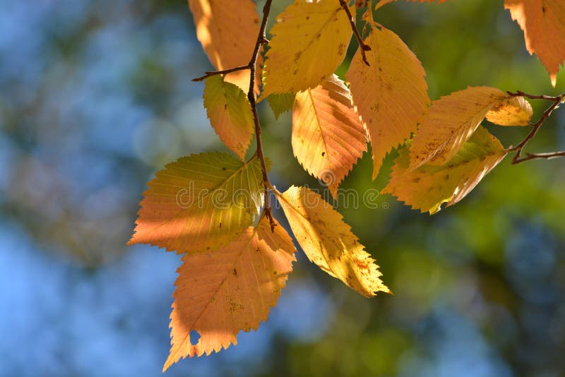 Autumn Leaves on the Elm Trees. Stock Image - Image of backdrop, macro ...