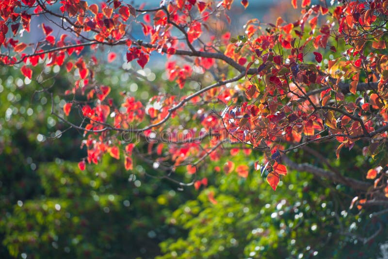 Autumn Leaves and Evergreen Tree Stock Photo - Image of outdoors ...