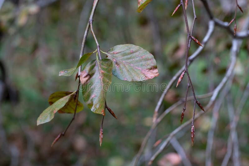 Autumn Leaves of Fagus Sylvatica Pendula Close-up. Beech Forest, Form ...