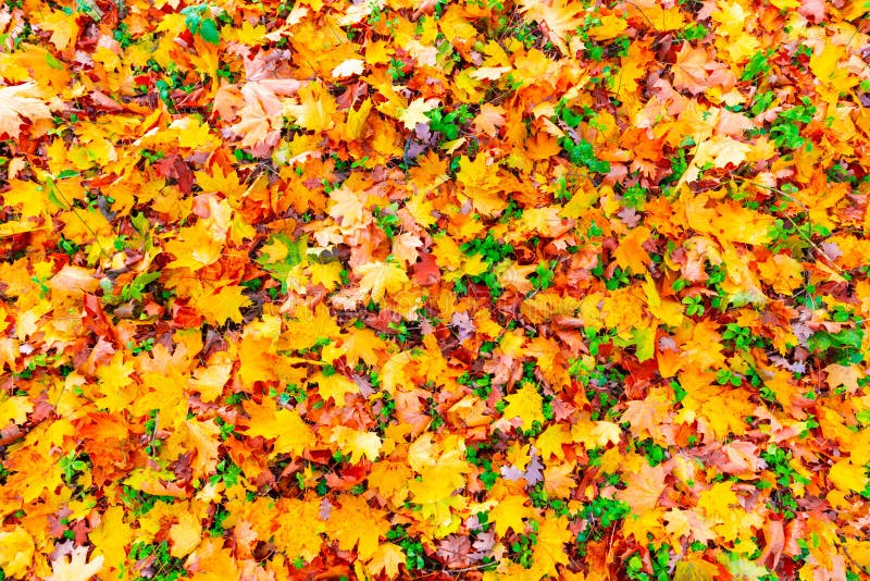 Autumn Leaves Fall Background Stock Photo - Image of colorful, green ...