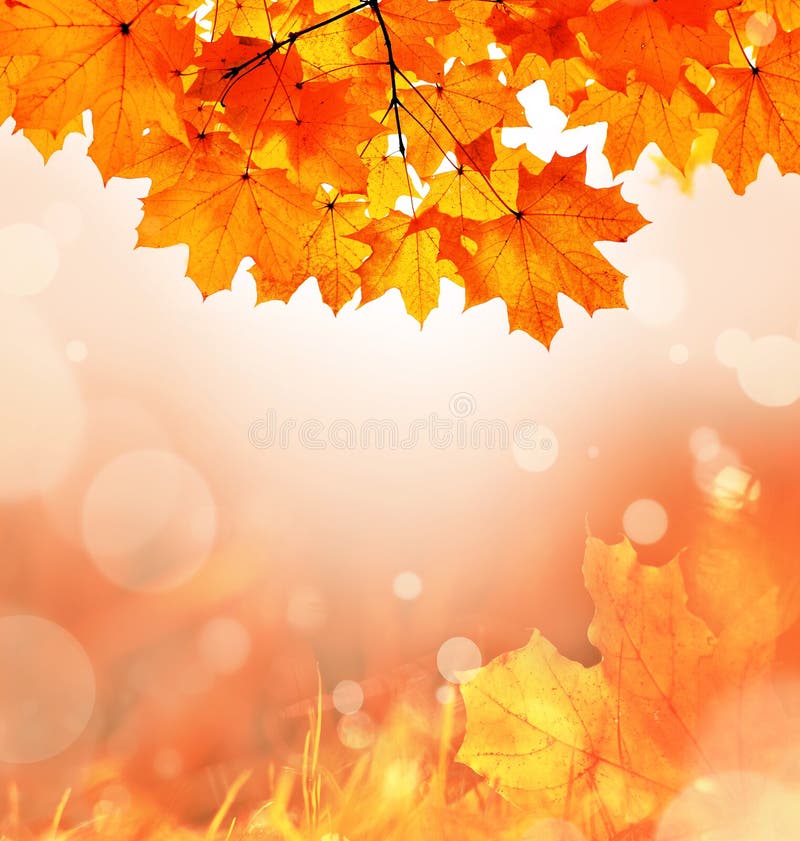 Autumn Leaves on the Fall Blurred Background Stock Photo - Image of ...