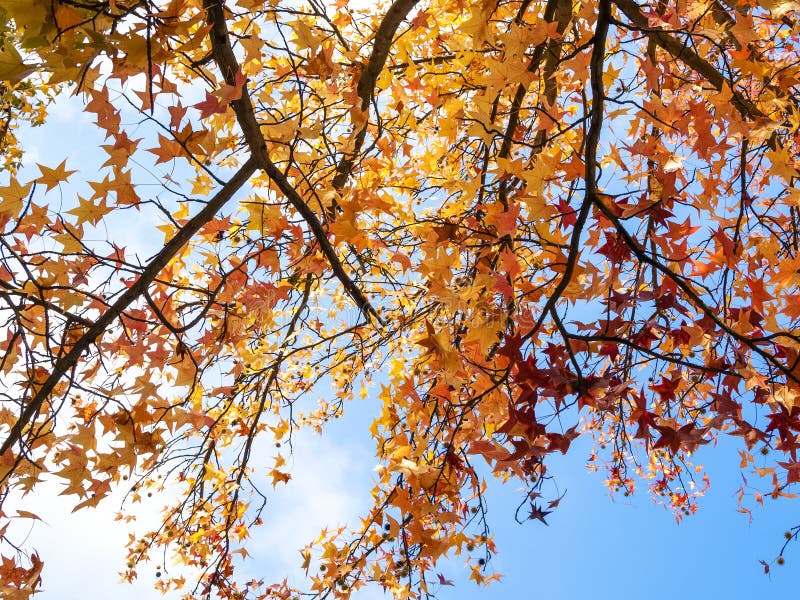 Autumn Leaves Fall from Branches of Trees Stock Image - Image of color ...