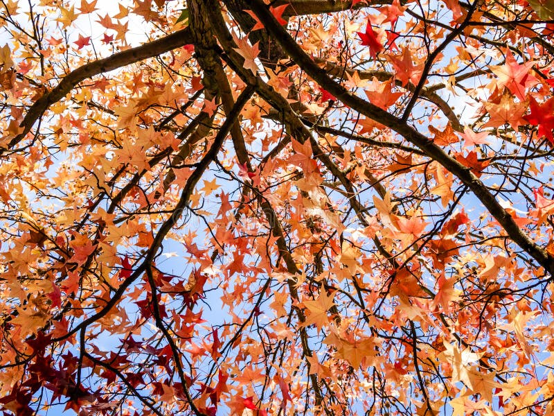 Autumn Leaves Fall from Branches of Trees Stock Photo - Image of branch ...