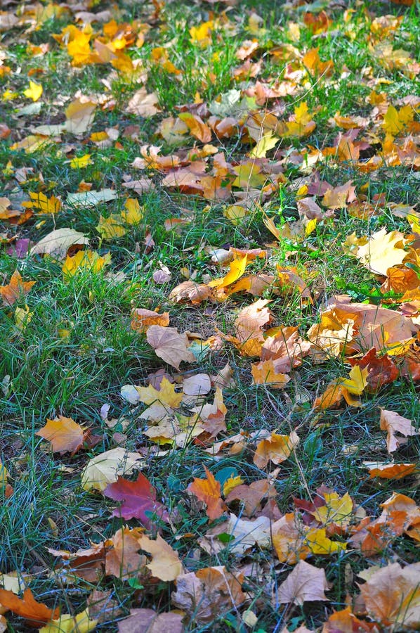 Autumn, leaves fall. stock image. Image of botany, plants - 56419187
