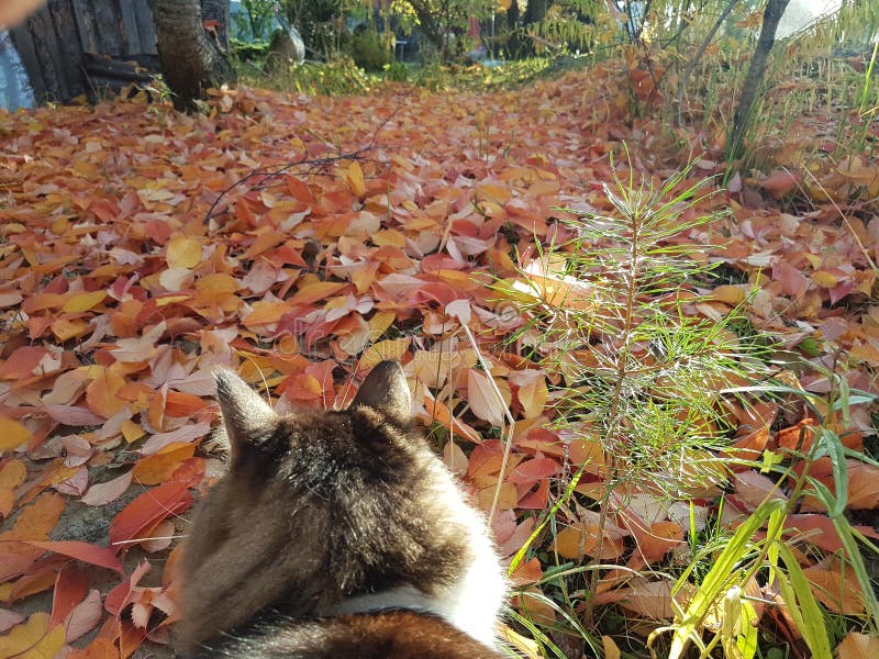Autumn Leaves Fall on the Cat Stock Photo - Image of leaves, autumn ...