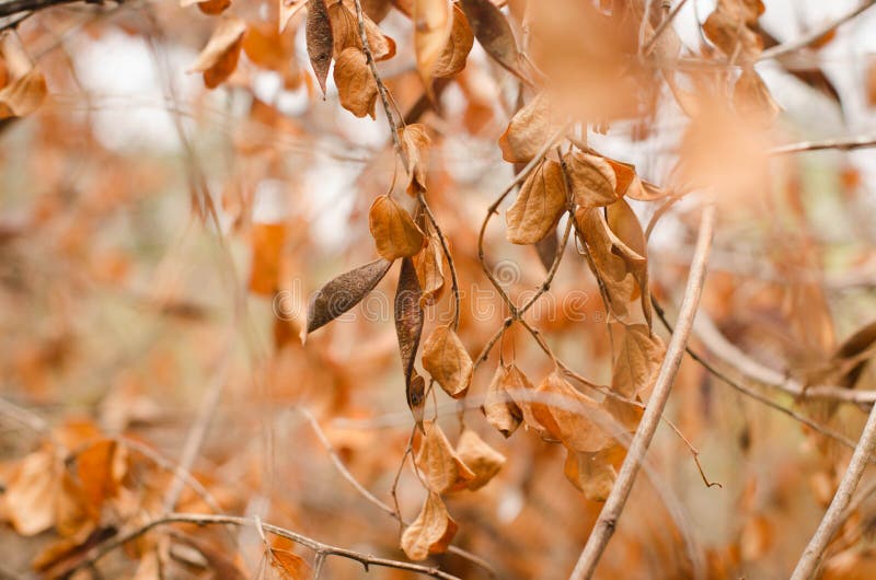 Autumn Leaves Fall Down Hang on the Dry Branch Stock Photo - Image of ...