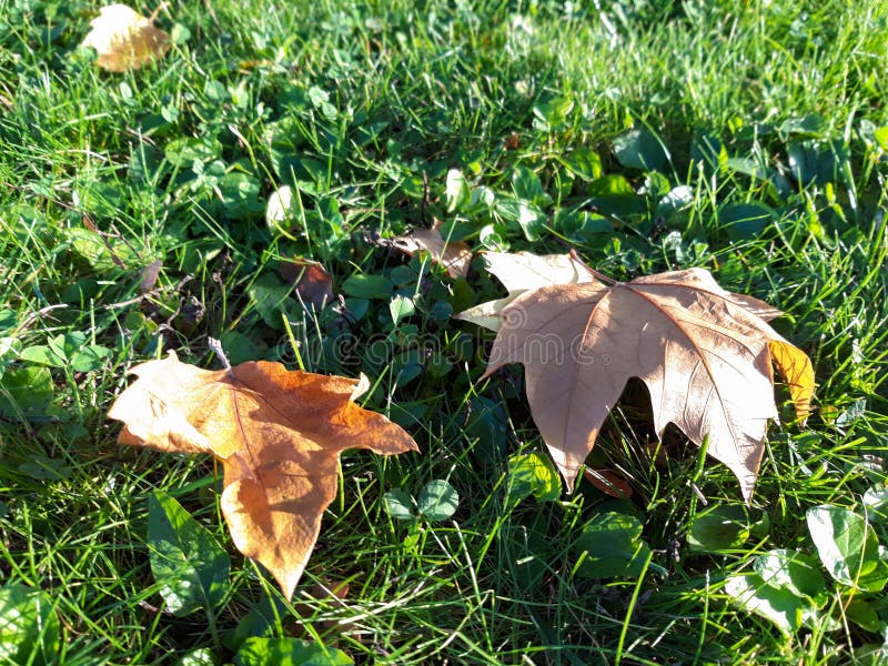 Autumn Leaves Fall in the Grass Stock Photo - Image of soldier, colors ...