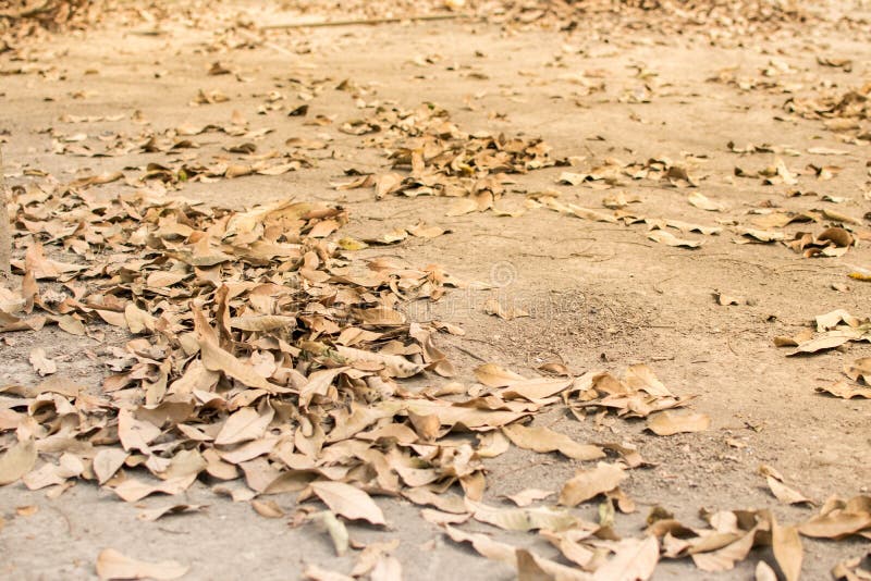 Autumn Leaves Fall on the Ground. Stock Photo - Image of landscape ...