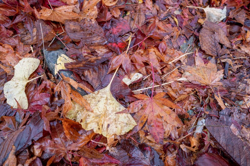 Autumn Leaves Fall on the Ground Stock Image - Image of autumn, land ...