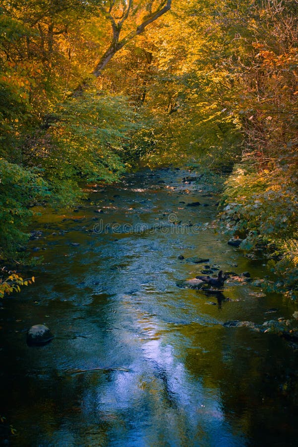 Autumn Leaves Fall River Background Stock Photo - Image of beauty ...