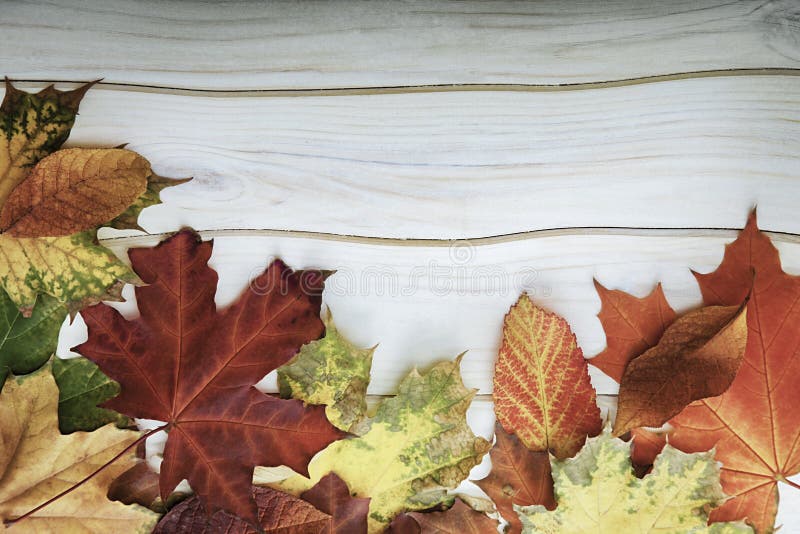 Autumn Leaves Fall Rustic Wood White Background Stock Photo - Image of ...