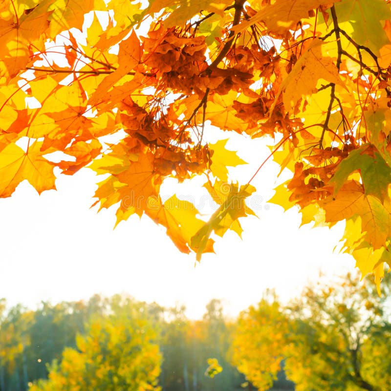 Autumn leaves fall texture stock photo. Image of beautiful - 286077572