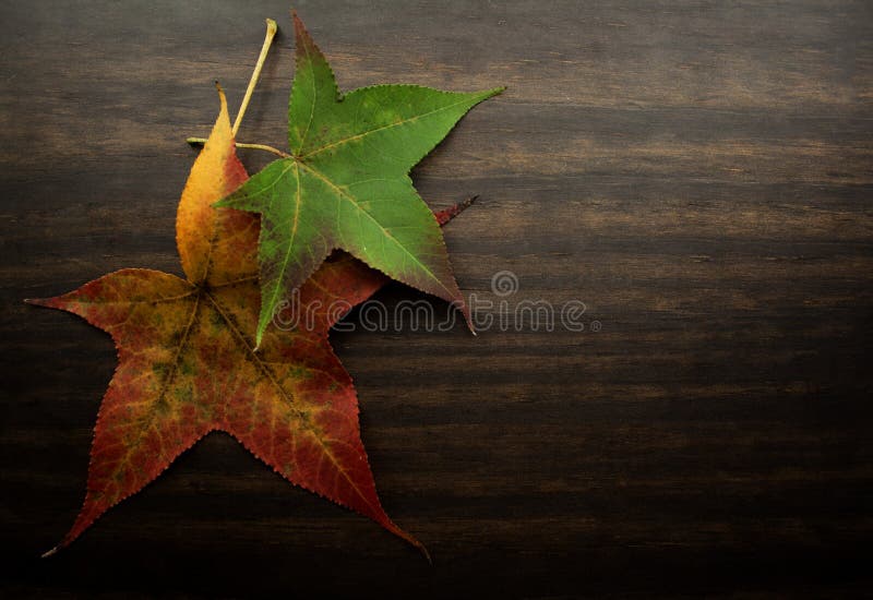Yellow Autumn Leaves on Background Old Wood Stock Image - Image of ...