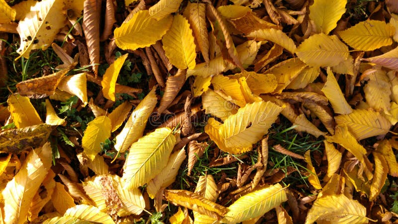 Autumn leaves stock photo. Image of crunchy, november - 61360472