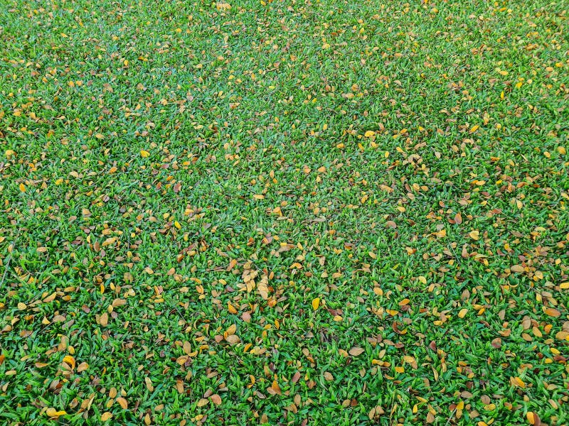 Autumn Leaves Fallen on Green Grass Field Stock Photo - Image of maple ...