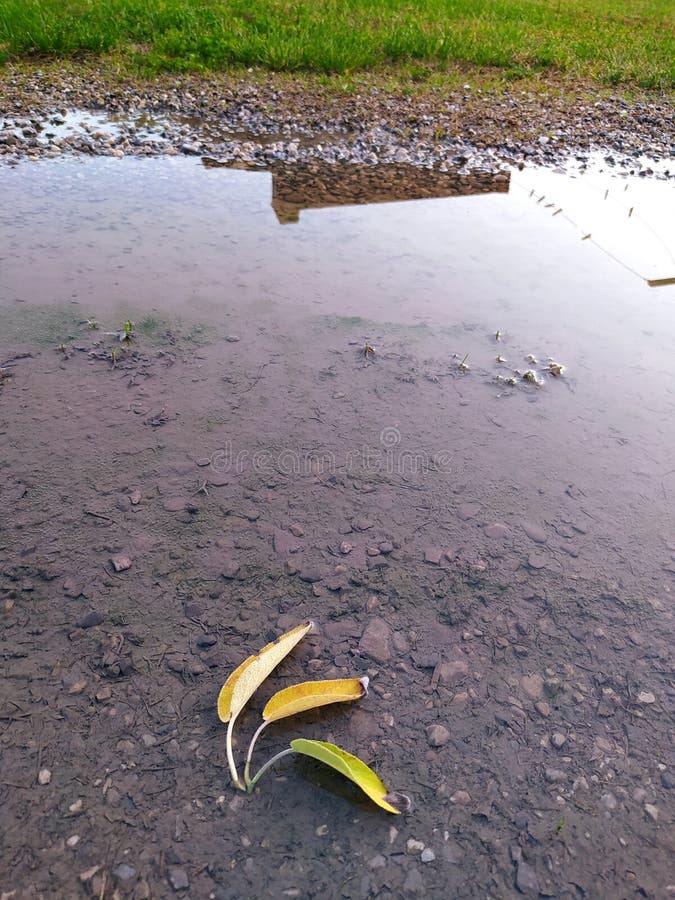 Autumn Leaves Fallen on a Puddle Stock Image - Image of yellow, tree ...