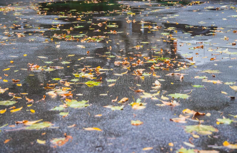 Autumn Leaves Fallen in a Puddle during Rain Stock Image - Image of ...