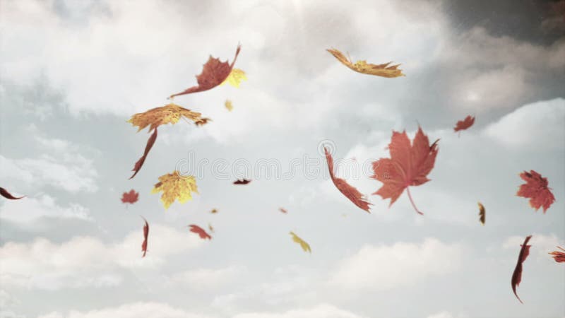 Autumn Leaves Falling on Camera Stock Video - Video of cloudy, leaves ...