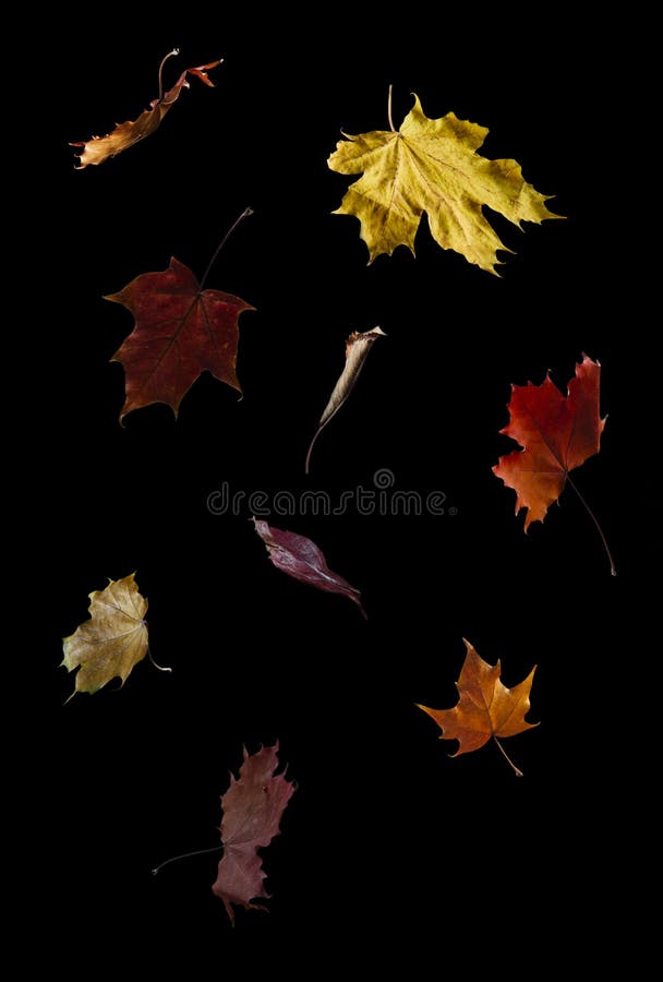 Compilation of Falling Autumn Leaves Stock Image - Image of color ...