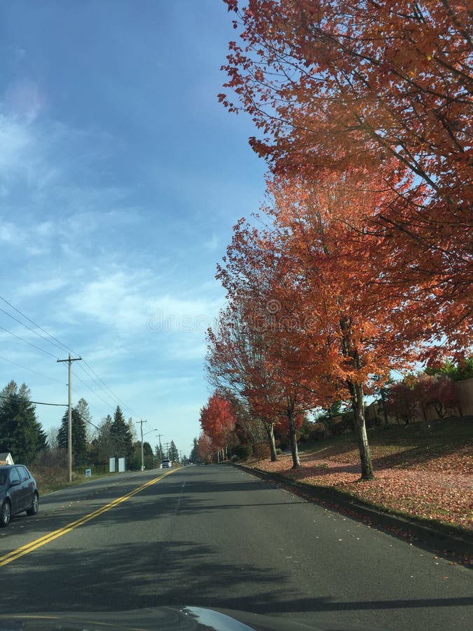 Fall trees on the road stock image. Image of leaves - 181985221