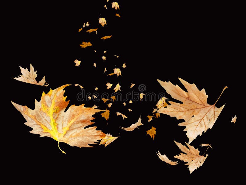 Autumn Leaves Falling and Flying by the Wind Isolated for Background ...