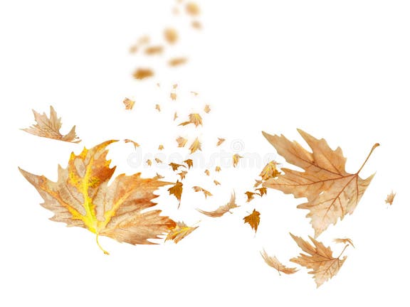 Autumn Leaves Falling and Flying by the Wind Isolated for Background ...