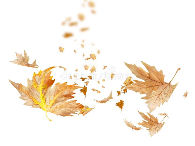 Autumn Leaves Falling and Flying by the Wind Isolated for Background ...