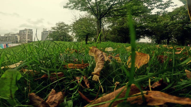 Autumn Leaves Falling on the Grass Stock Video - Video of tree, fall ...