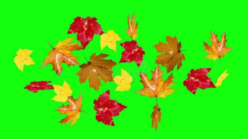 Autumn Leaves Falling Animation with Transparent Background Stock Video ...