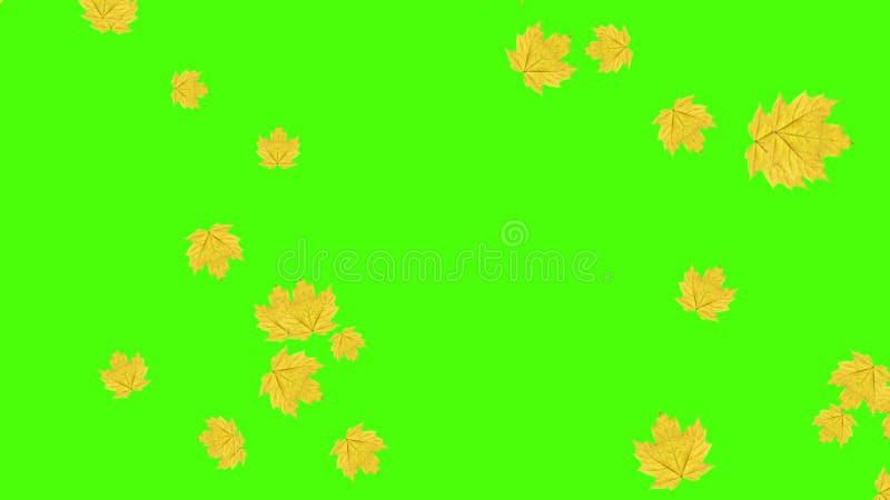 Autumn Leaves Falling, Green Screen Seamless Loop Stock Video - Video ...