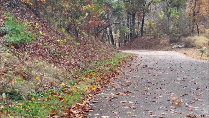 Autumn Leaves Falling in Park and Blowing in the Wind Towards Camera ...