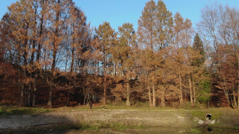 Autumn Leaves Falling in Slow Motion and Sun Shining through Fall ...