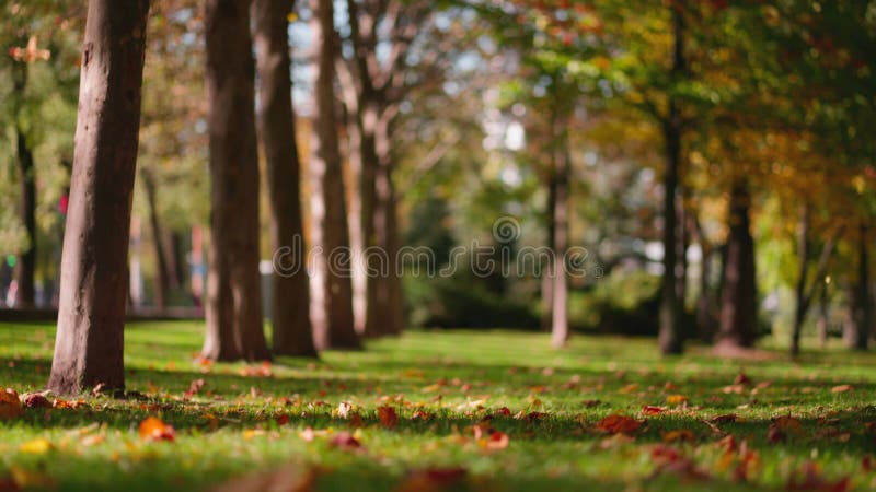 Autumn Leaves Falling in Slow Motion and Sun Shining through Fall ...
