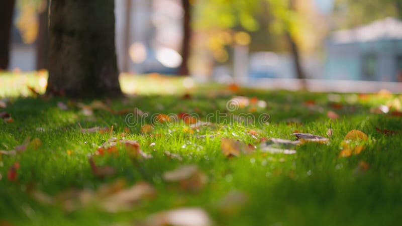 Autumn Leaves Falling in Slow Motion and Sun Shining through Fall ...