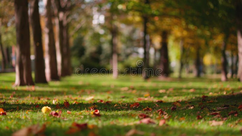 Autumn Leaves Falling in Slow Motion and Sun Shining through Fall ...