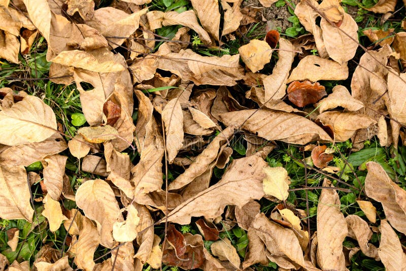 Autumn and Leaves , Autumn Feel Stock Photo - Image of autumnal ...