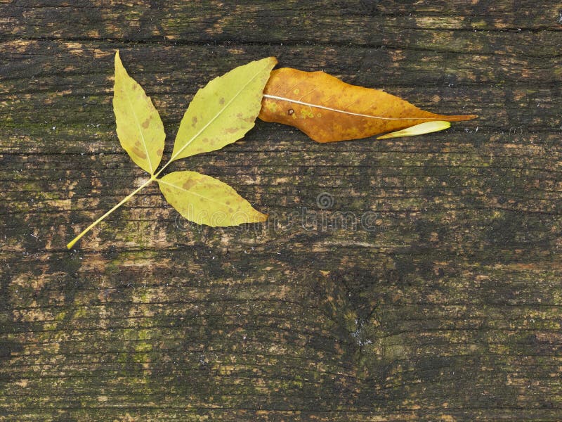 Autumn leaves stock image. Image of fallen, faded, changing - 78819893