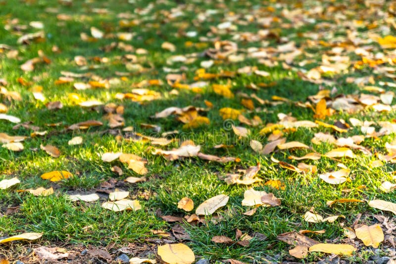 Autumn Leaves Fell from the Tree on the Green Grass in the Park Stock ...