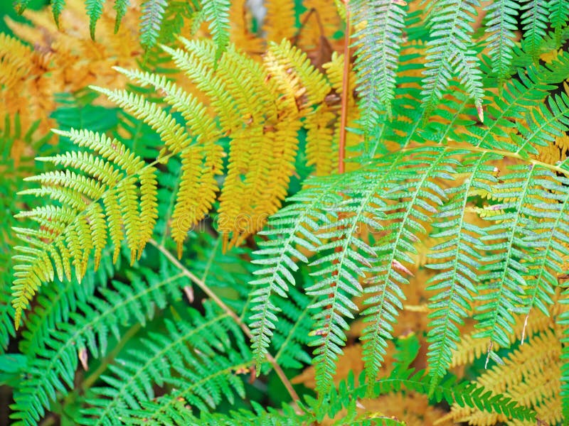 Autumn leaves fern stock image. Image of colors, nature - 128436683