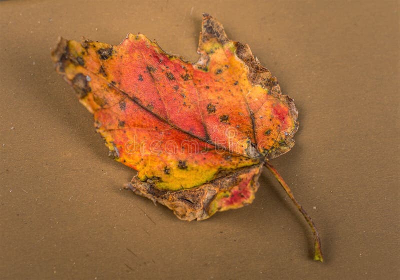 Autumn leaves on fire stock photo. Image of leaves, fire - 130233294